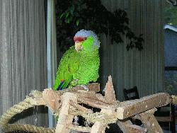 Special Needs | Mickaboo