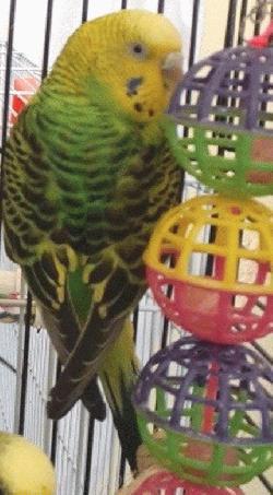 Special Needs | Mickaboo